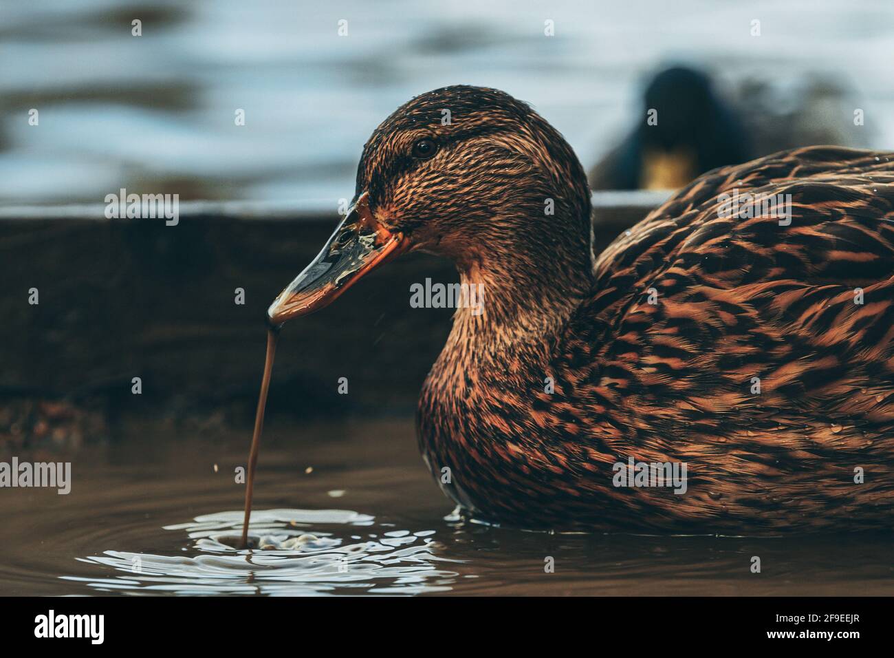 Portrait of a duck in the water with droplets of water falling down ...