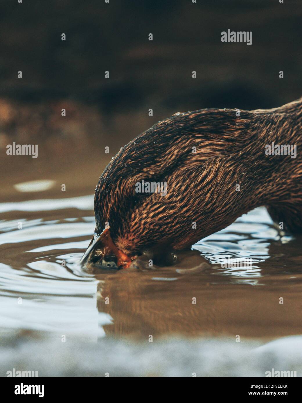 White duck drinking water hi-res stock photography and images - Alamy