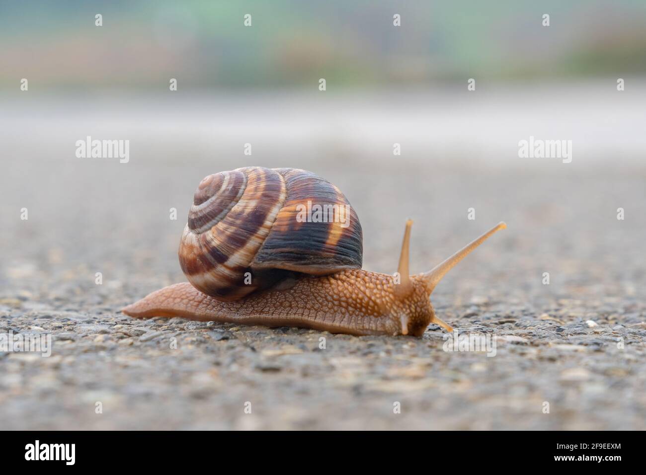 The snail moves slowly on the asphalt, animals Stock Photo - Alamy