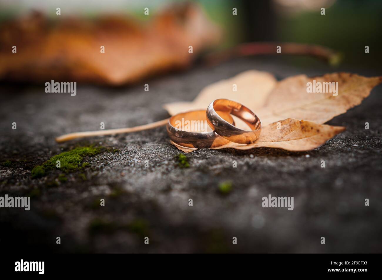 Gold wedding rings on a stone. Yellow leaves. Autumn Stock Photo - Alamy