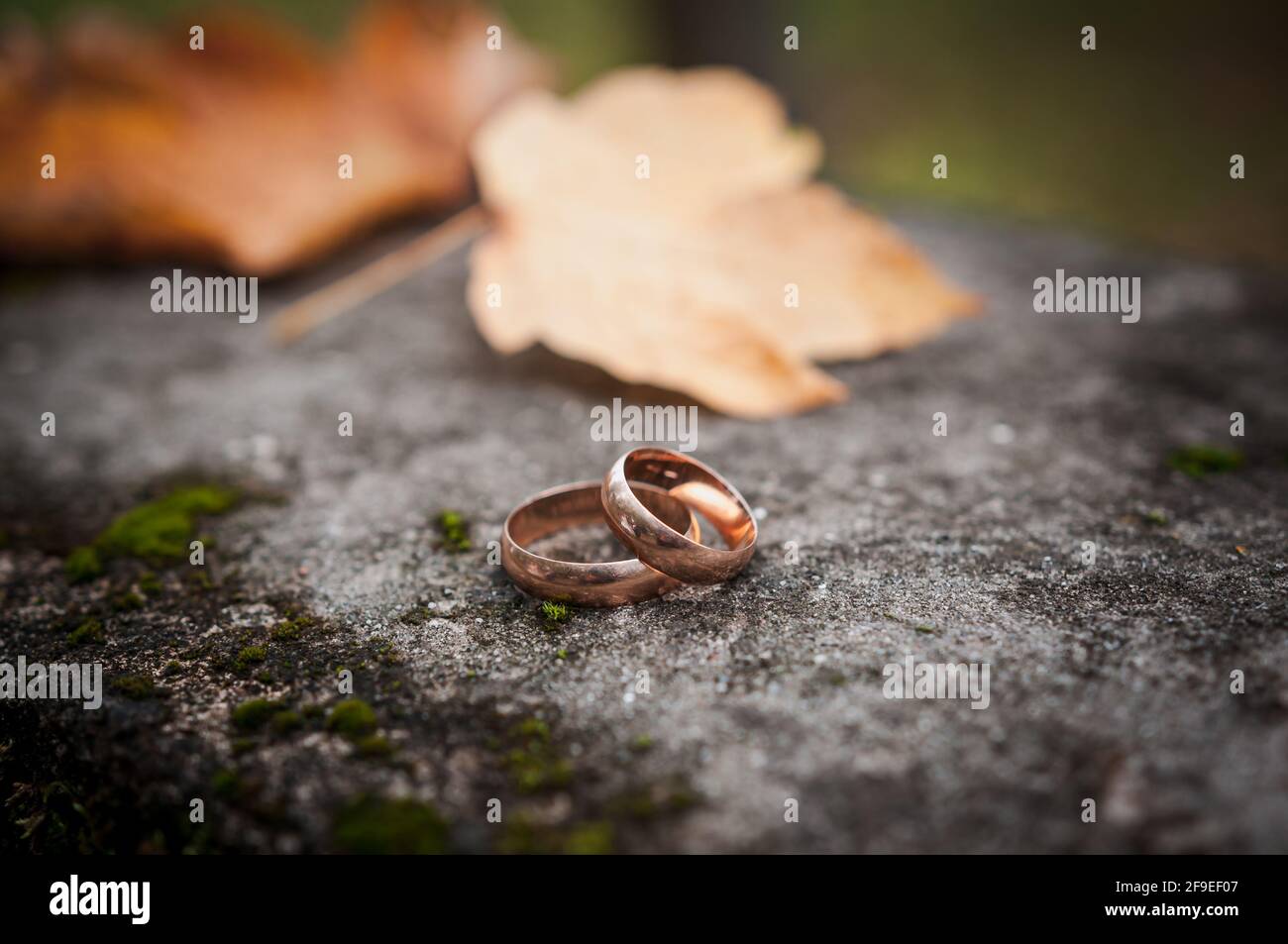 Gold wedding rings on a stone. Yellow leaves. Autumn Stock Photo - Alamy