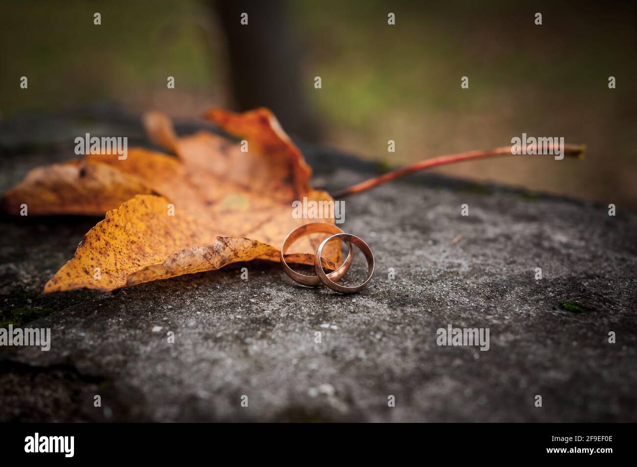 Gold wedding rings on a stone. Yellow leaves. Autumn Stock Photo - Alamy