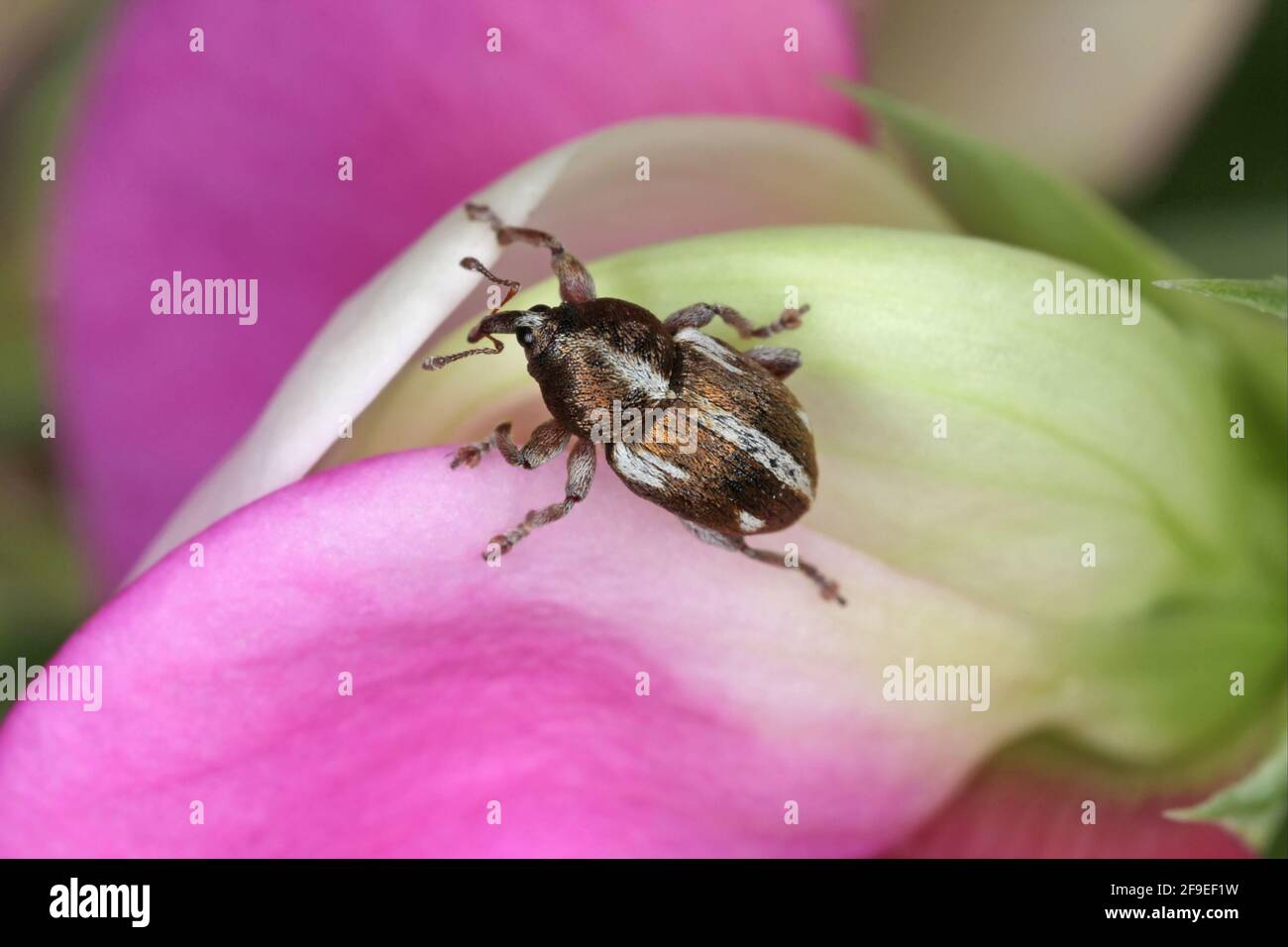 Pea bug hi-res stock photography and images - Alamy
