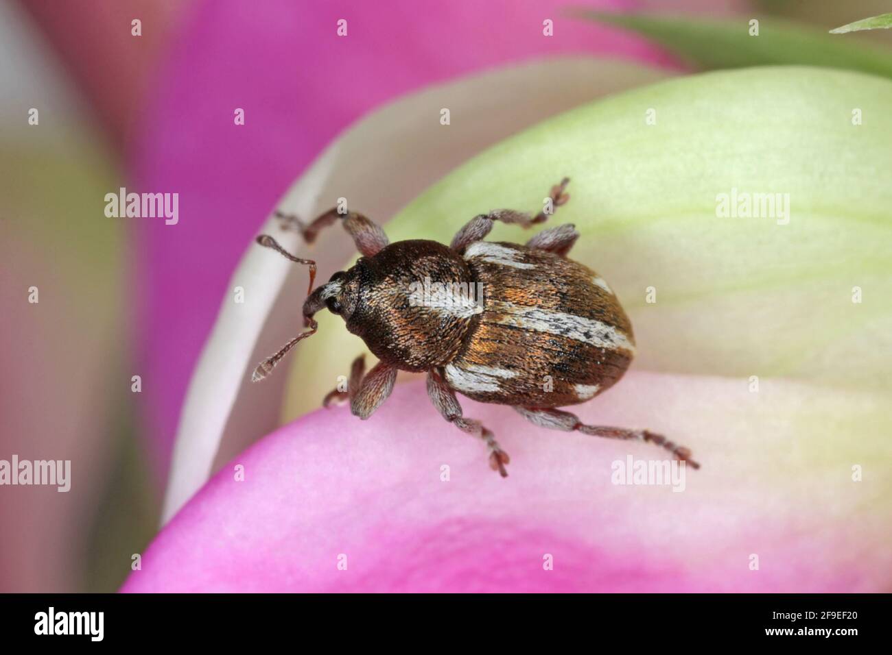 Tychius quinquepunctatus is a family beetle Curculionidae Weevils. It ...