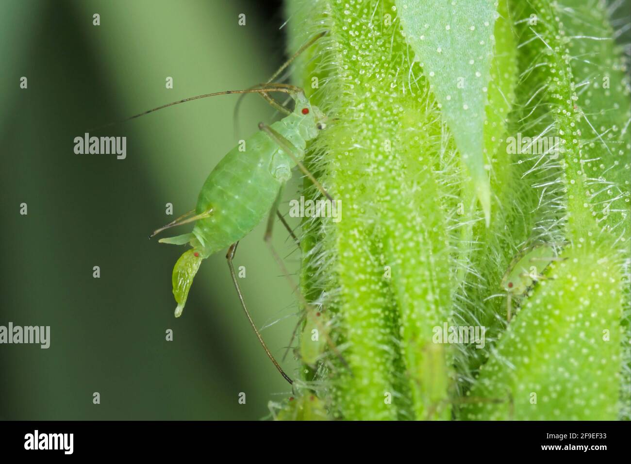Sap sucking insect hi-res stock photography and images - Alamy