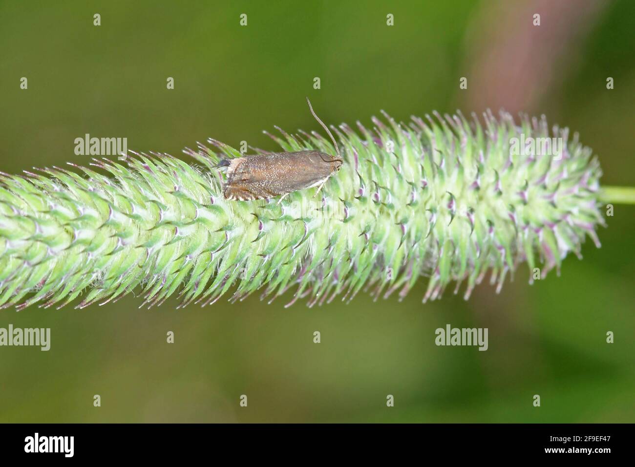 Cydia nigricana the pea moth, is a moth of the family Tortricidae. It ...
