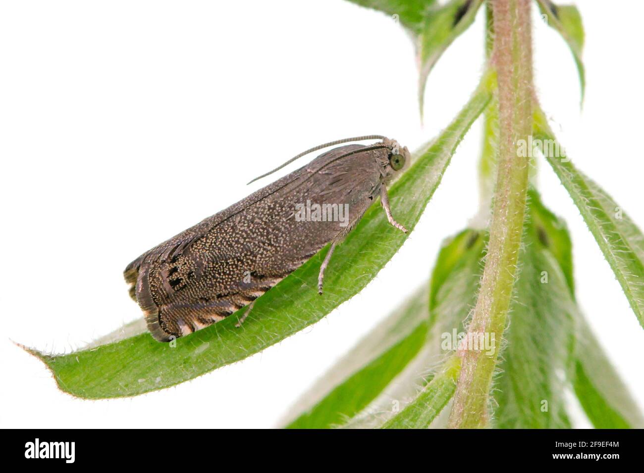 Cydia nigricana the pea moth, is a moth of the family Tortricidae. It ...