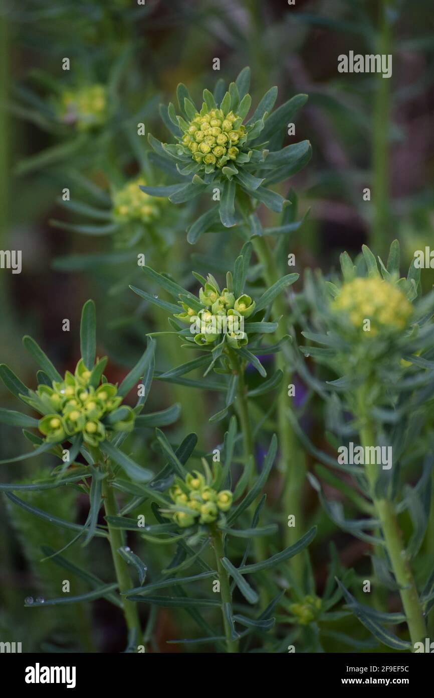 Graveyard weed hi-res stock photography and images - Alamy