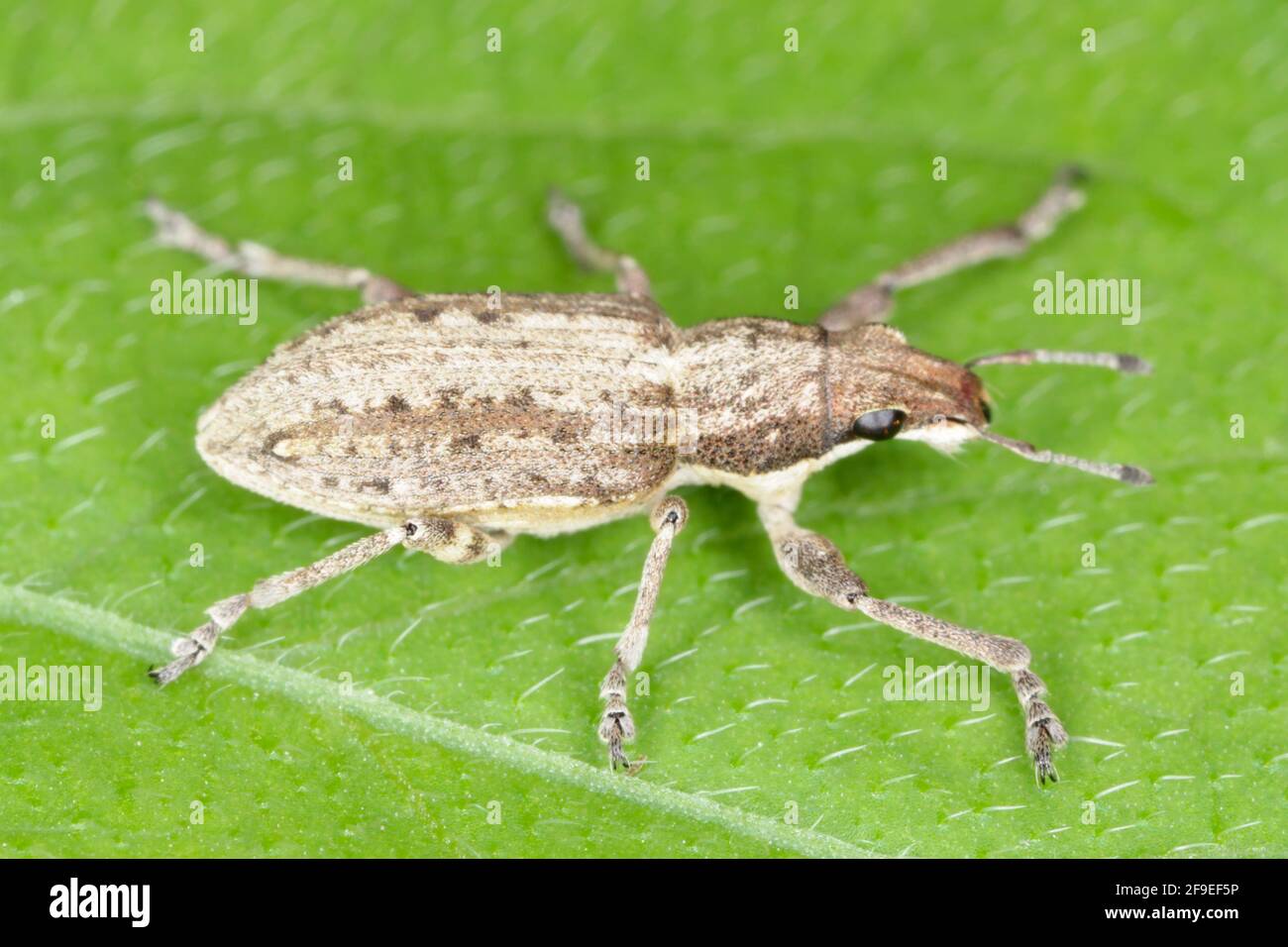 Sitona griseus is a species of weevil Curculionidae, pest of seradella ...