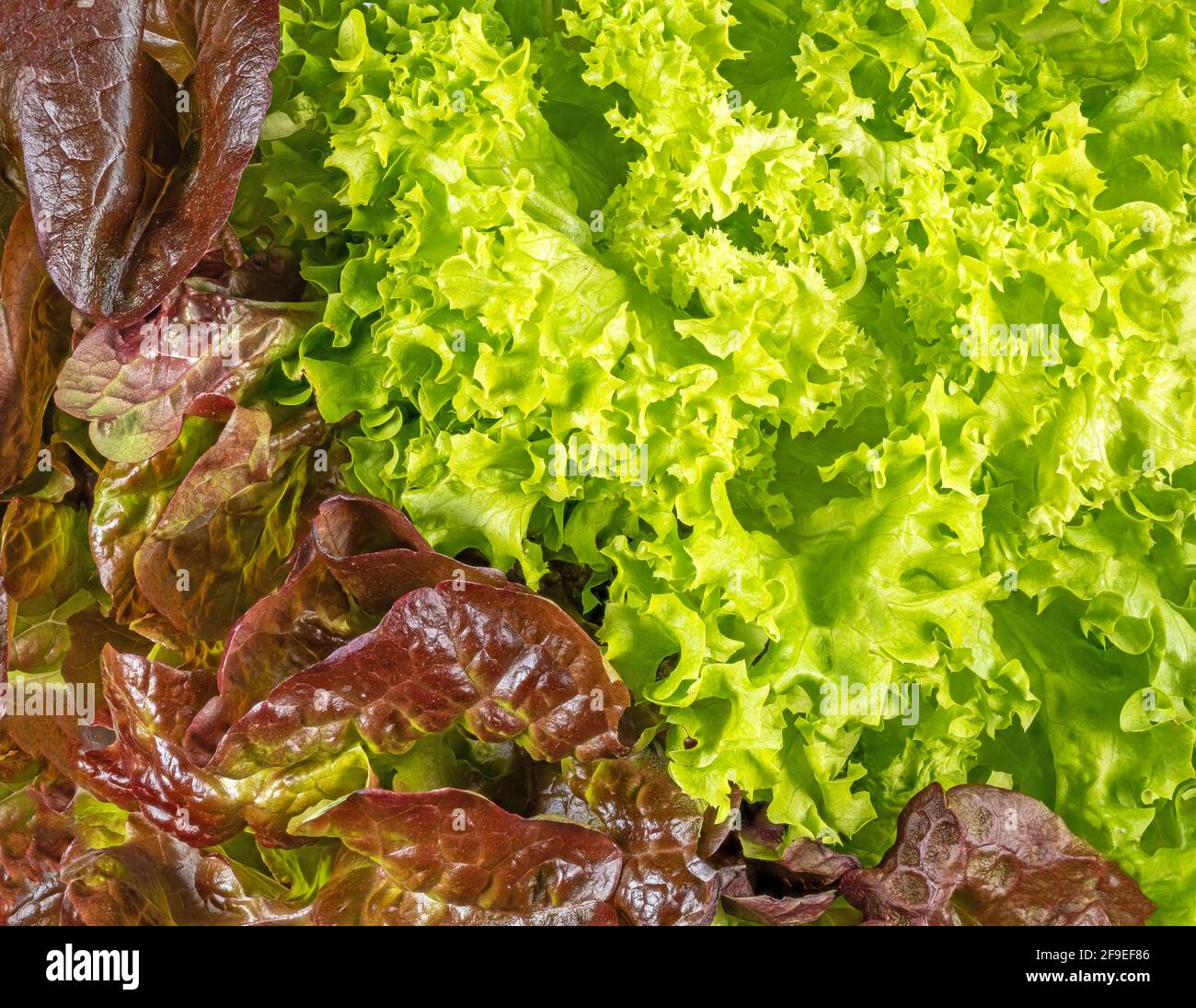 Different types of lettuce hi-res stock photography and images - Alamy