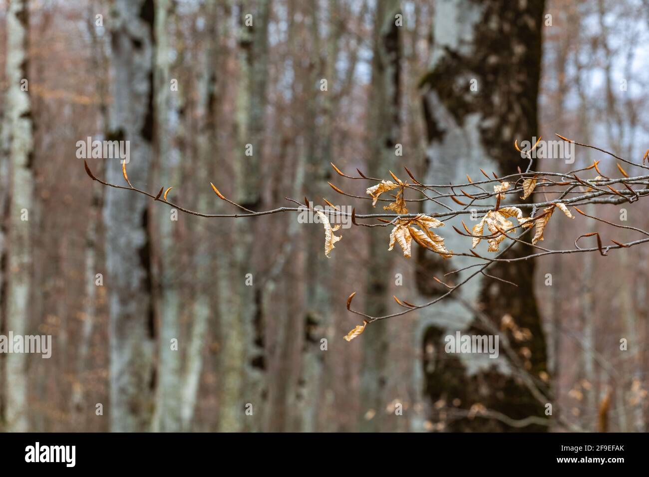 Sabaduri forest in spring, a beautiful place in the north of Tbilisi ...