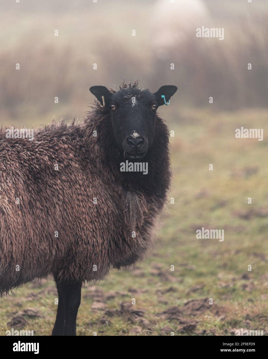 Portrait of a handsome Black sheep in a field Stock Photo - Alamy