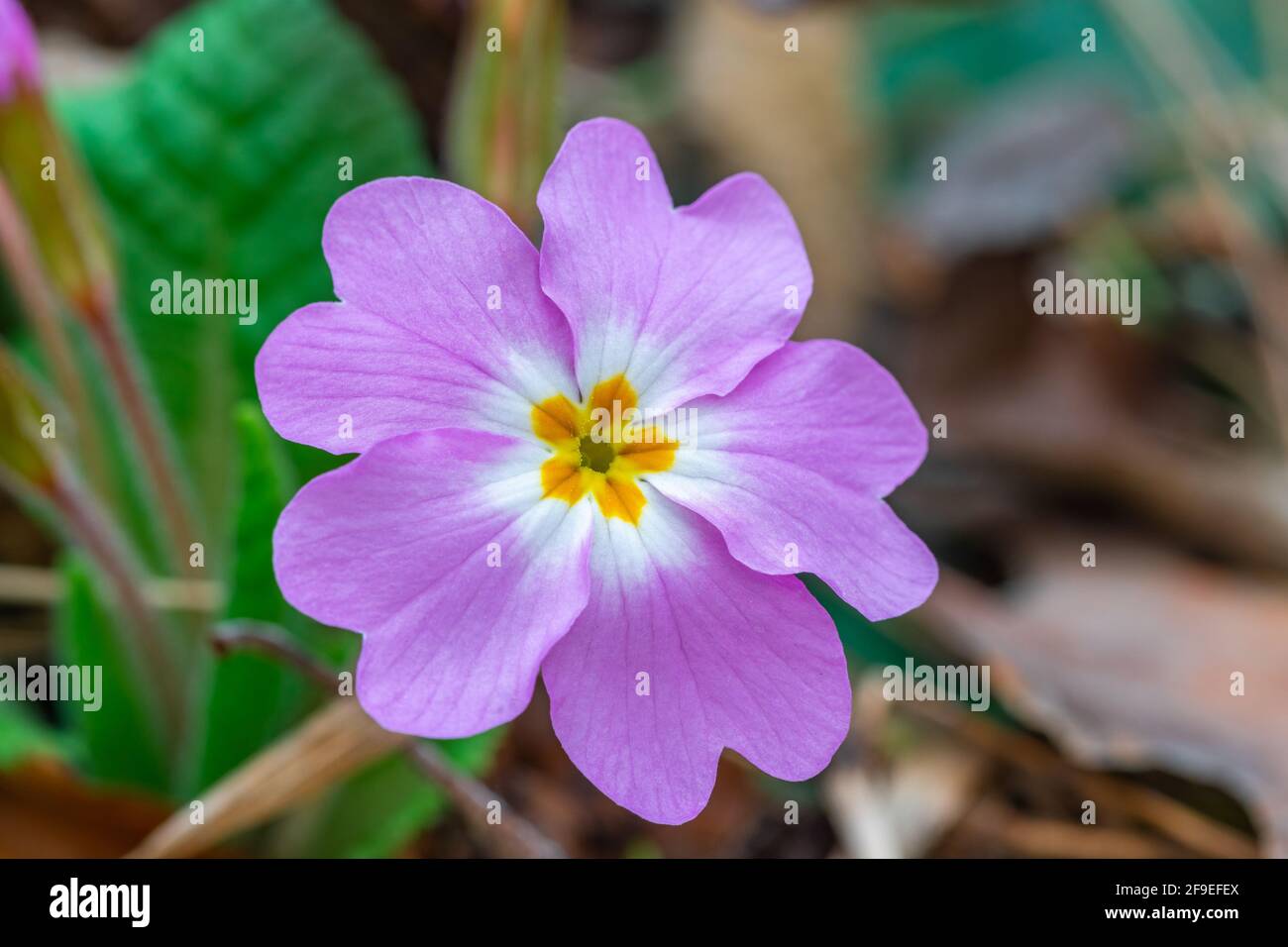 Wild growning violet plant flower, Viola odorata, Sweet Violet. Flora ...