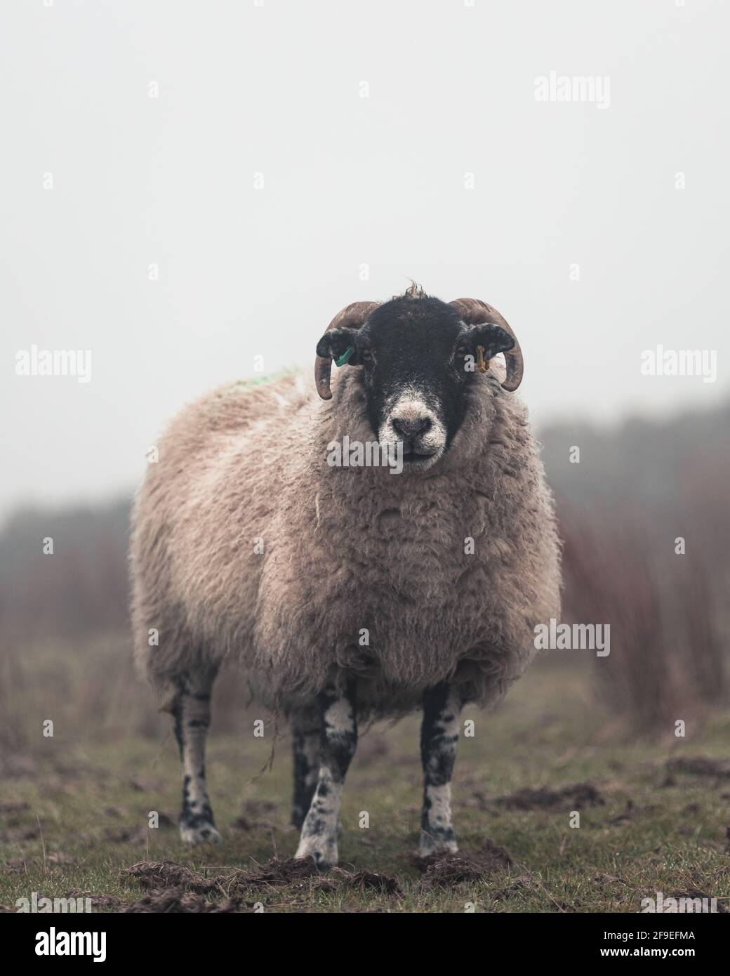 Portrait of a handsome sheep in a field Stock Photo - Alamy