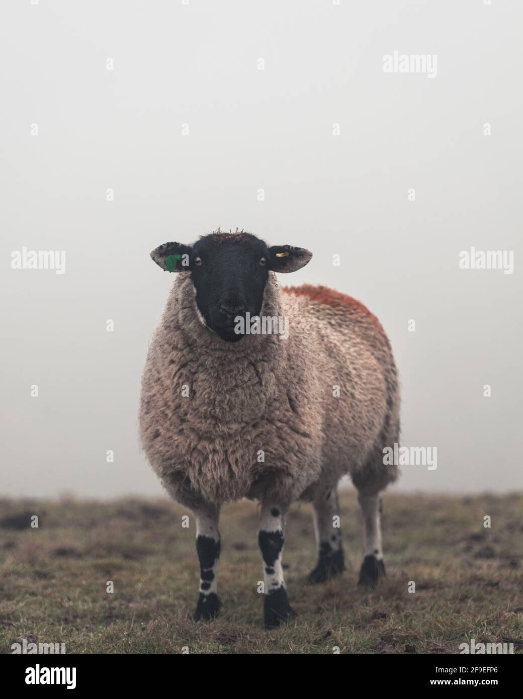 Handsome sheep hi-res stock photography and images - Alamy