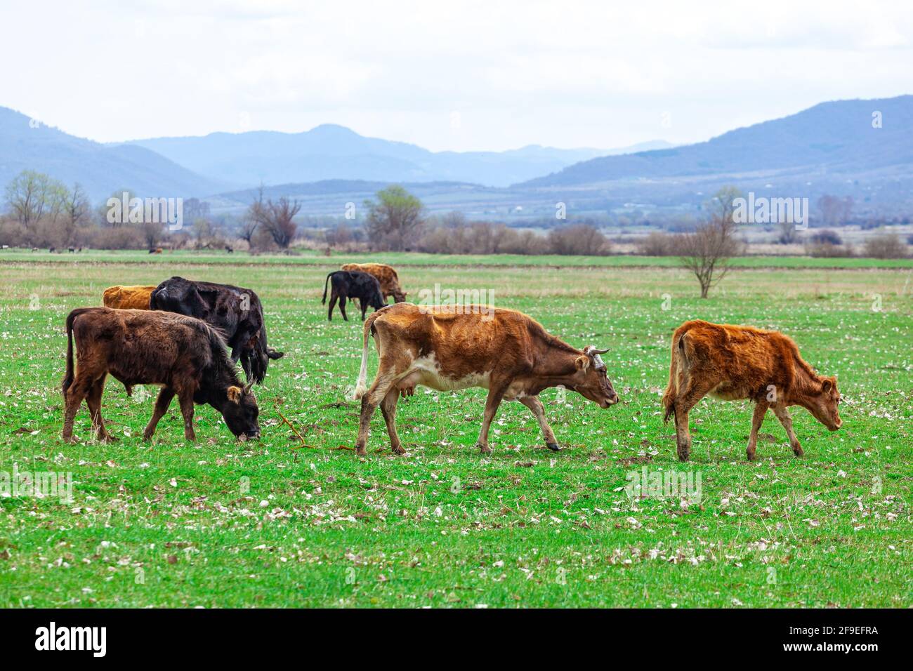 Black cows georgia hi-res stock photography and images - Alamy
