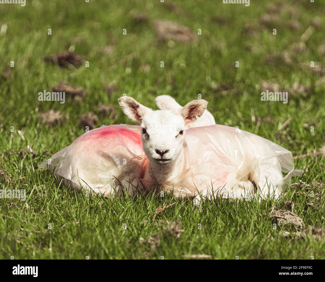 Two baby lambs in a field enjoying the sunshine Stock Photo - Alamy