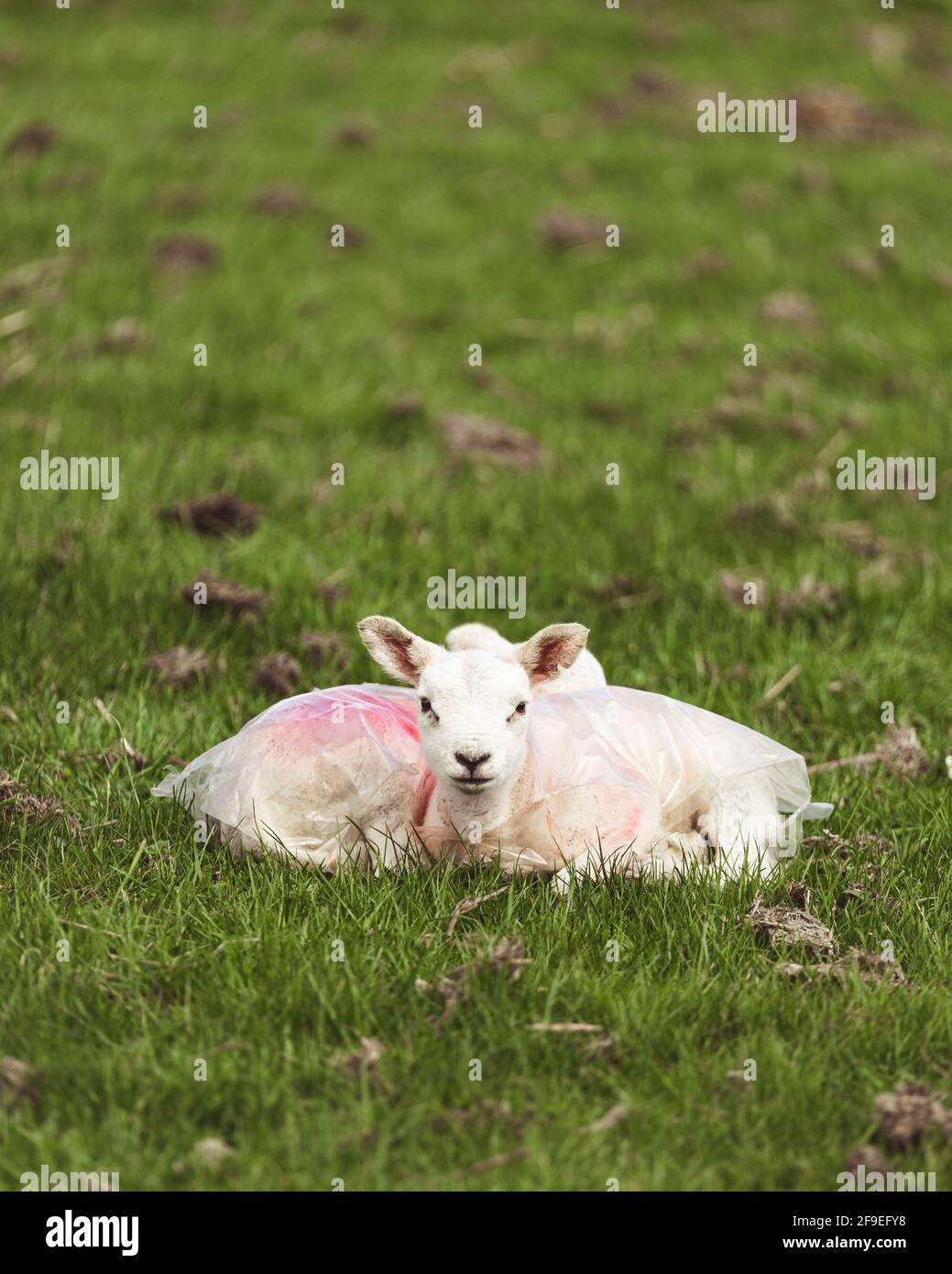 Two baby lambs in a field enjoying the sunshine Stock Photo - Alamy
