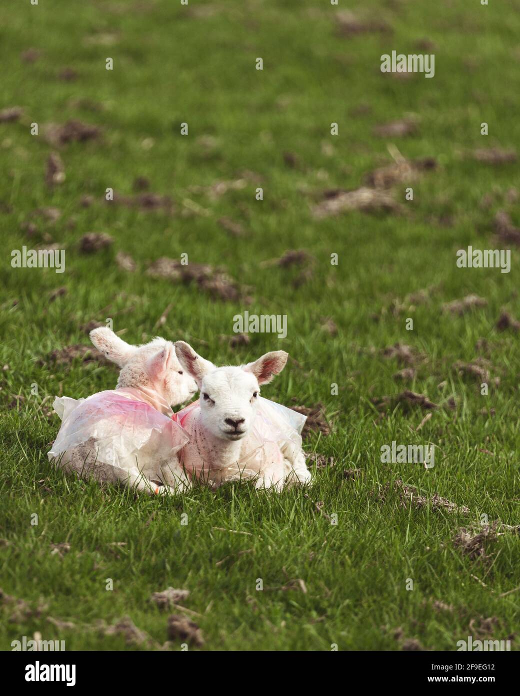 Two baby lambs in a field enjoying the sunshine Stock Photo - Alamy