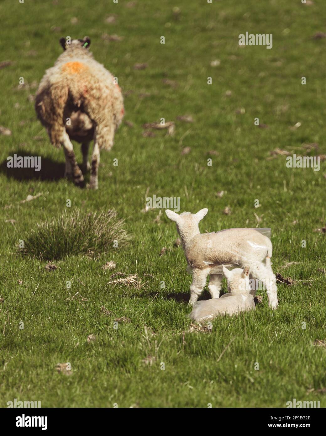 Portraits and farm animals hi-res stock photography and images - Alamy