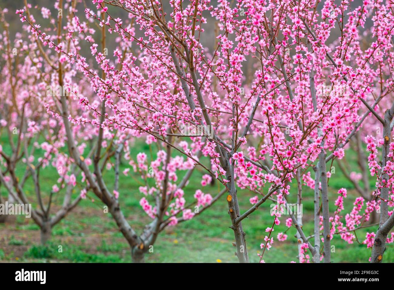 Springtime landscape with peach tree orchards in the countryside ...