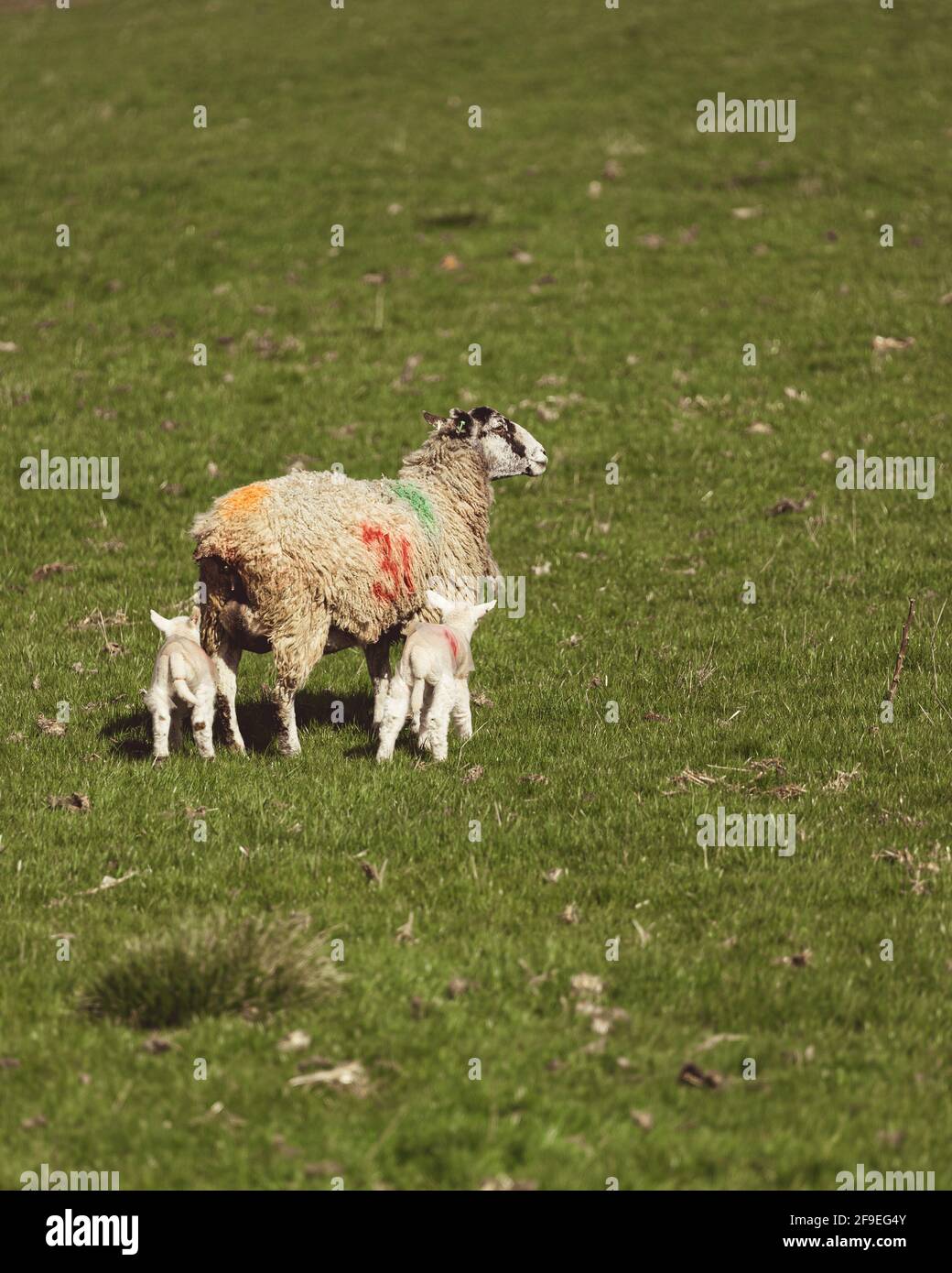 two baby lambs with their mother in a field enjoying the sunshine Stock ...