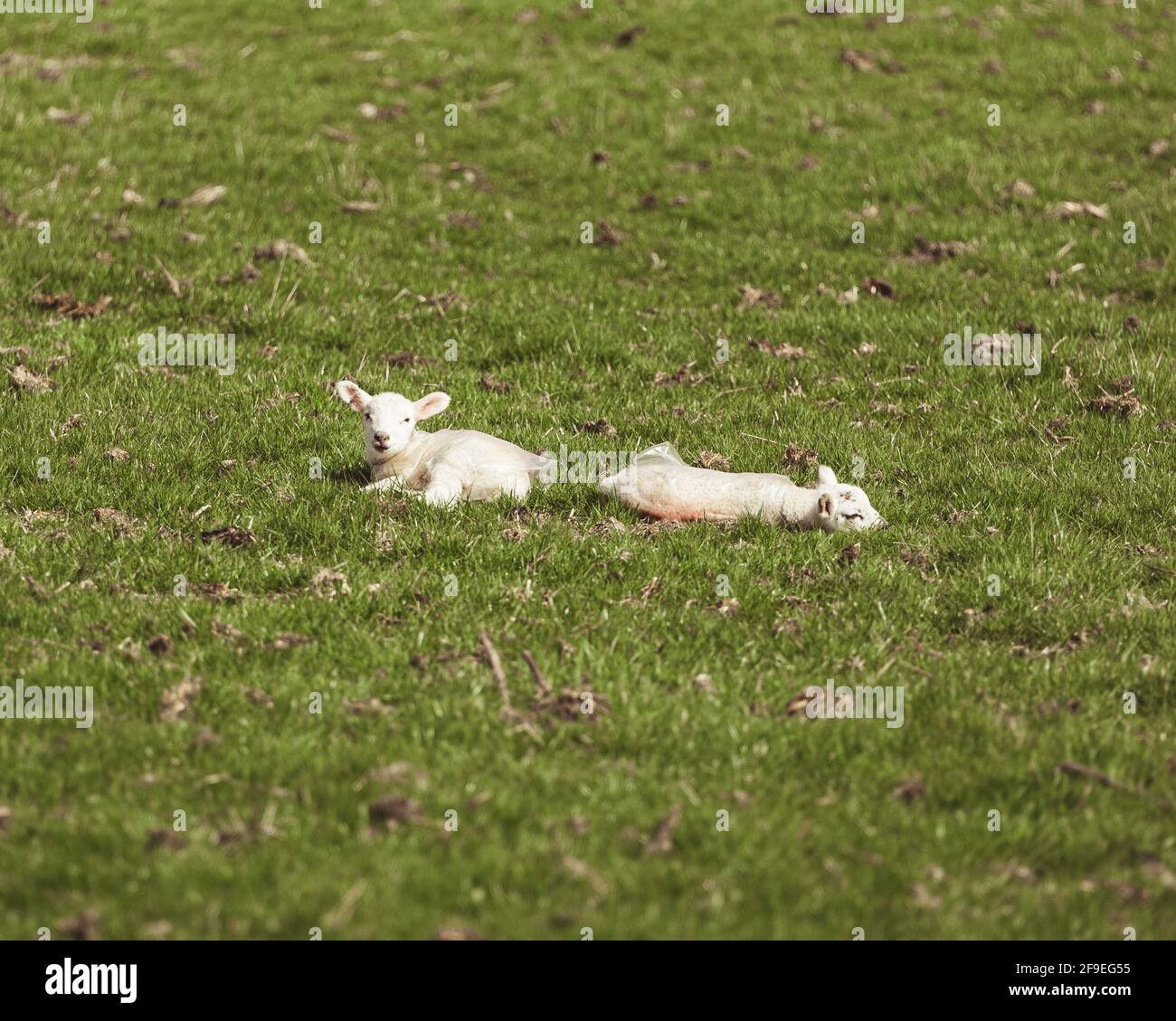 Two baby lambs in a field enjoying the sunshine Stock Photo - Alamy