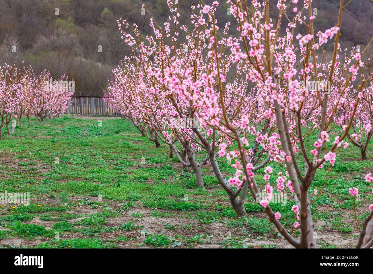 Springtime landscape with peach tree orchards in the countryside ...