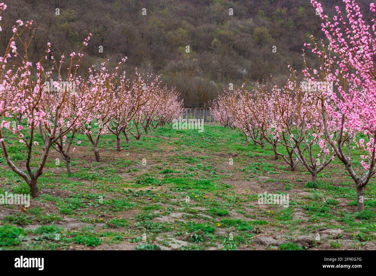 Springtime landscape with peach tree orchards in the countryside ...