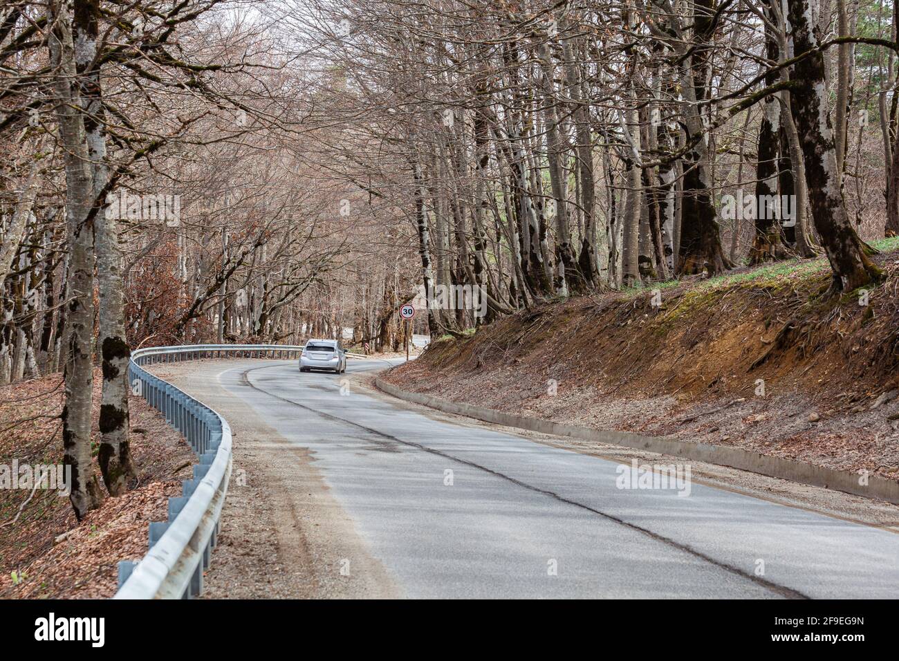 Sabaduri forest in spring, a beautiful place in the north of Tbilisi ...
