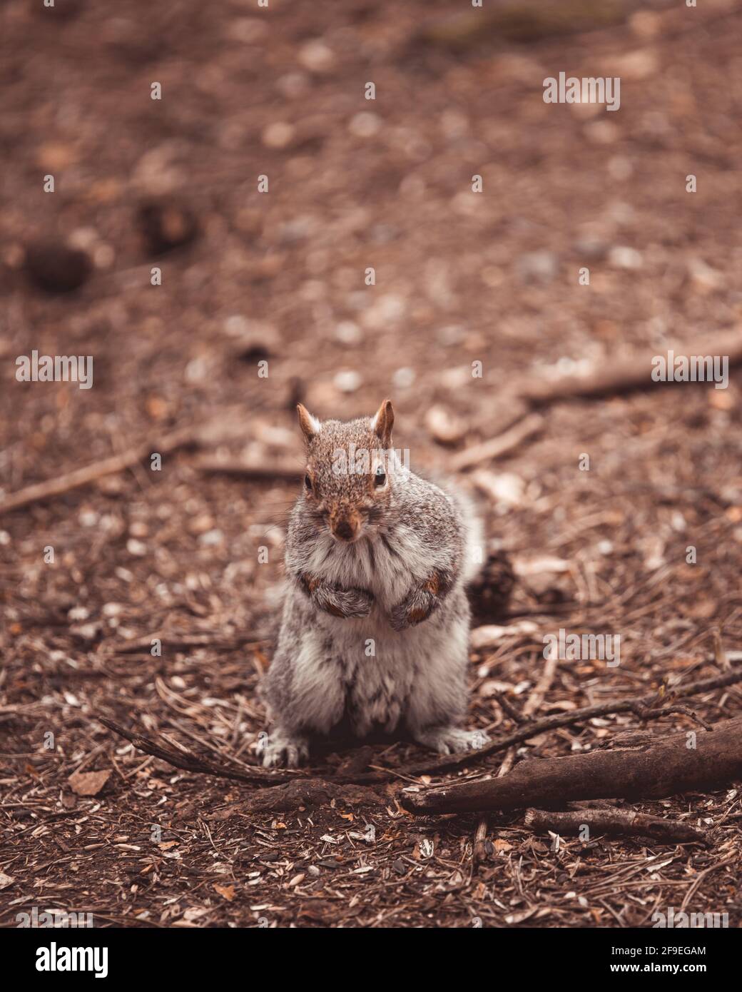 Grey squirrel photo hi-res stock photography and images - Alamy