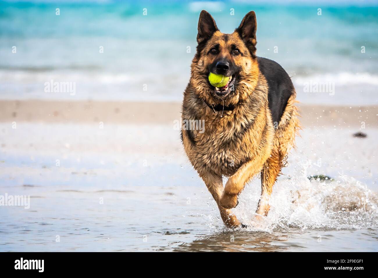 A closeup of an adorable German Shepherd holding a ball with its mouth ...