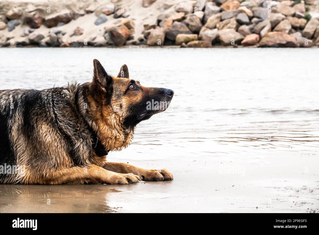 A closeup of an adorable German shepherd lying on the beach surrounded ...