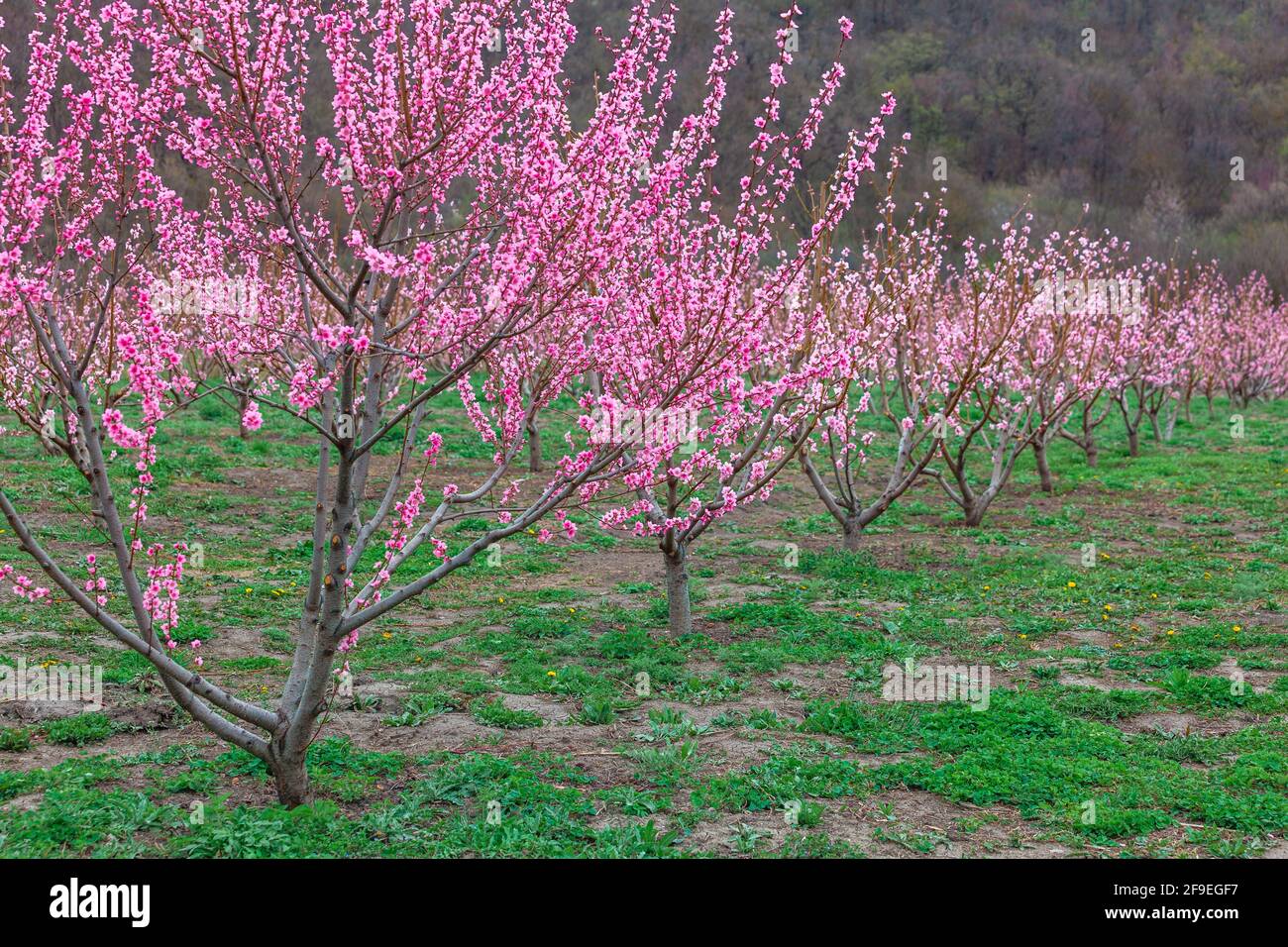 Georgia peach orchard hi-res stock photography and images - Alamy