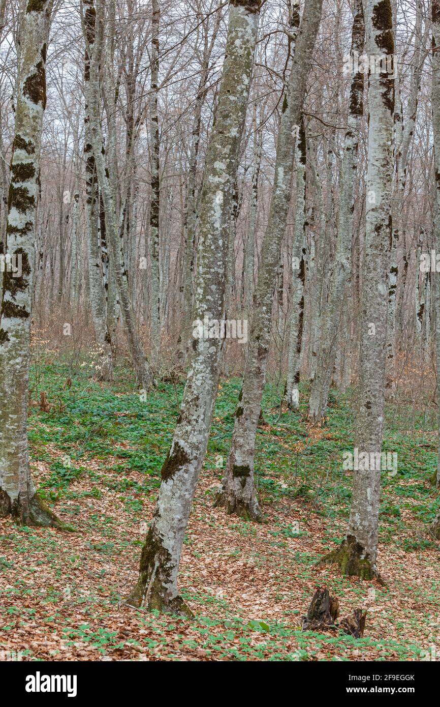Sabaduri forest in spring, a beautiful place in the north of Tbilisi ...