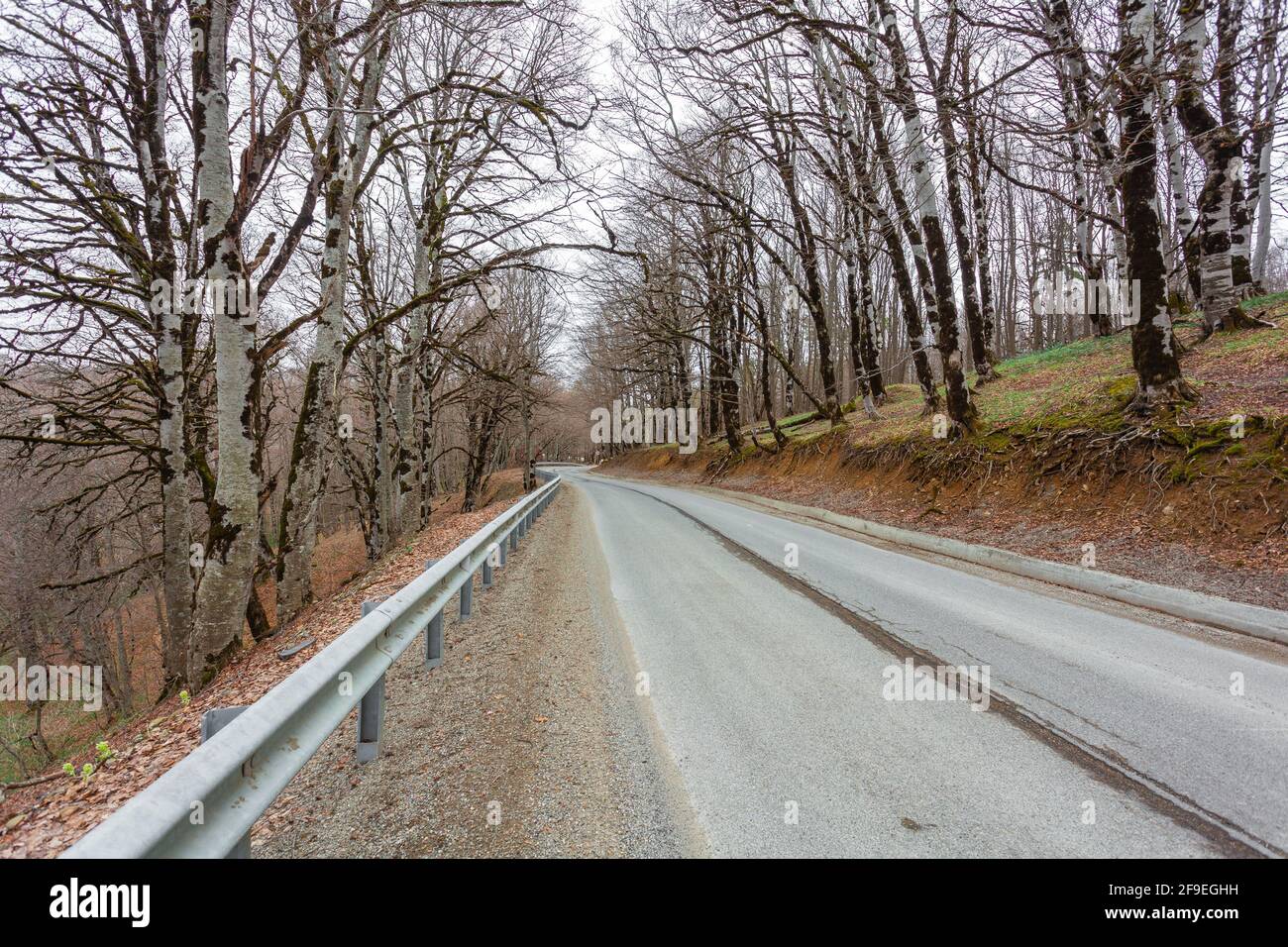Sabaduri forest in spring, a beautiful place in the north of Tbilisi ...