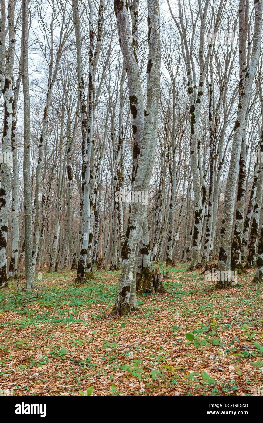 Sabaduri forest in spring, a beautiful place in the north of Tbilisi ...