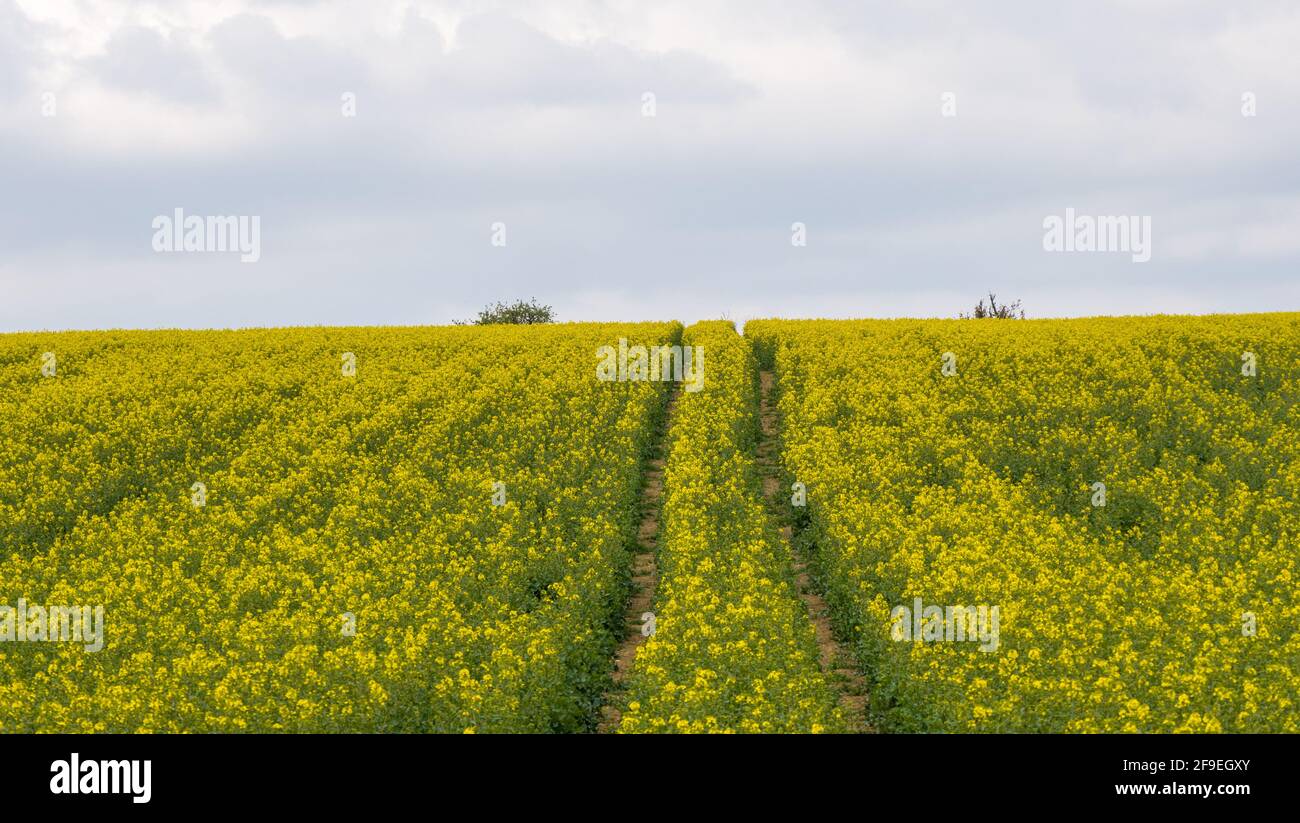Rapeseed field with trees on the horizon Stock Photo - Alamy