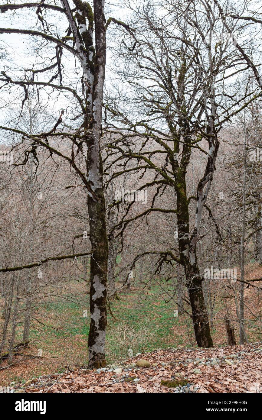 Sabaduri forest in spring, a beautiful place in the north of Tbilisi ...