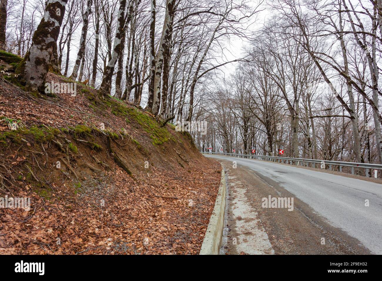 Sabaduri forest in spring, a beautiful place in the north of Tbilisi ...