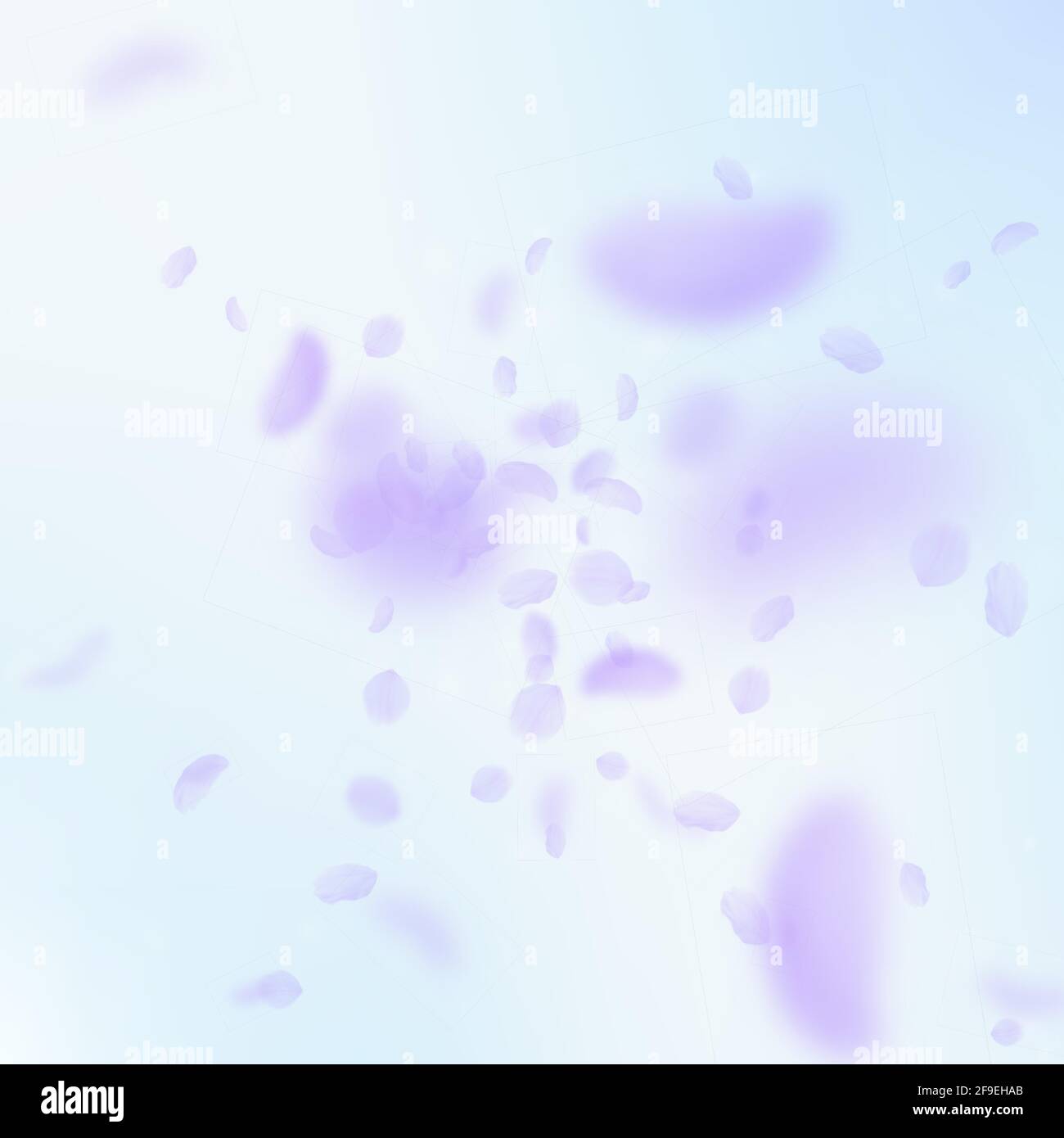 Violet flower petals falling down. Emotional romantic flowers explosion ...