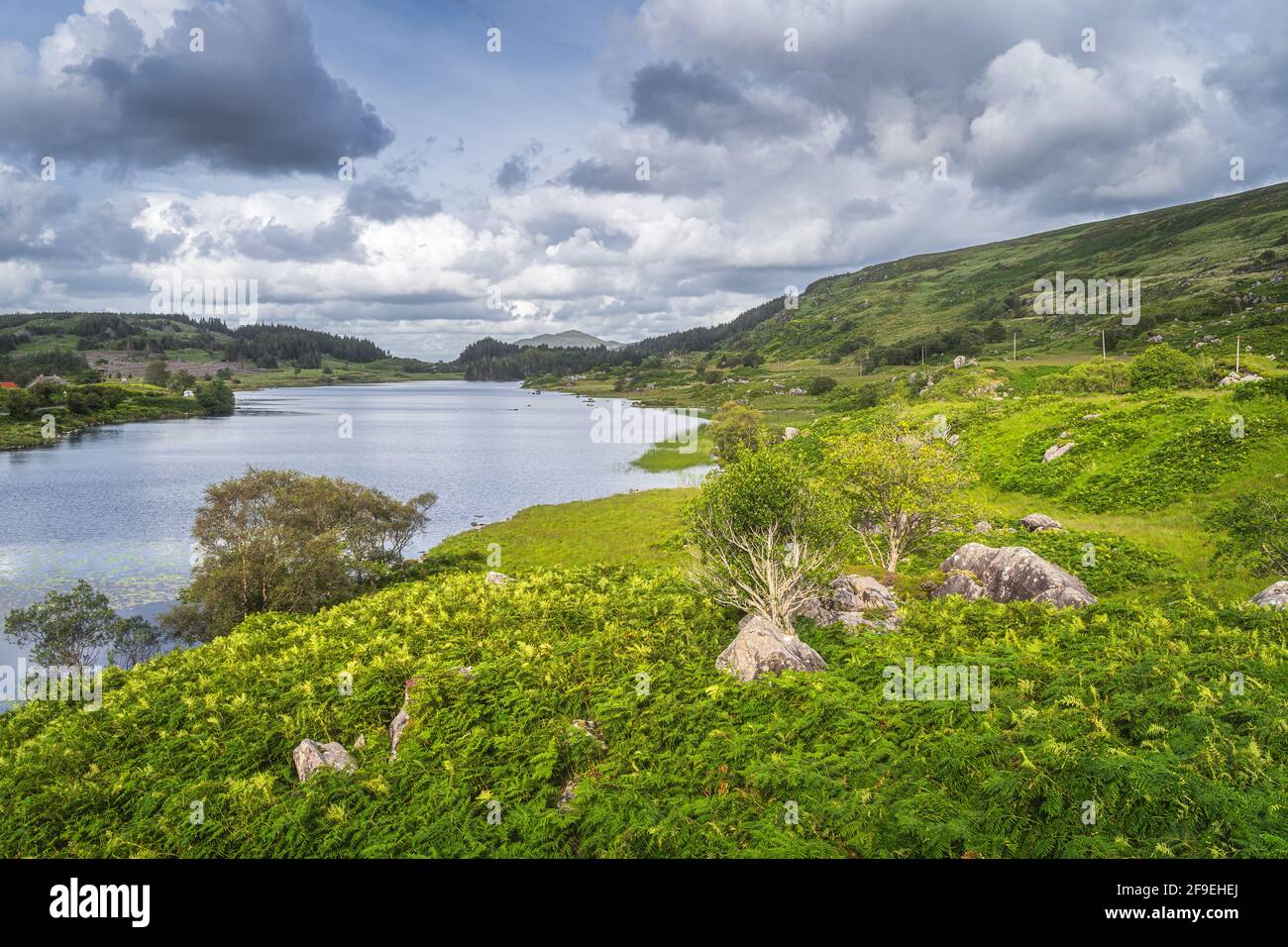 Beautiful lake, Looscaunagh Lough, with green ferns, bushes and ...