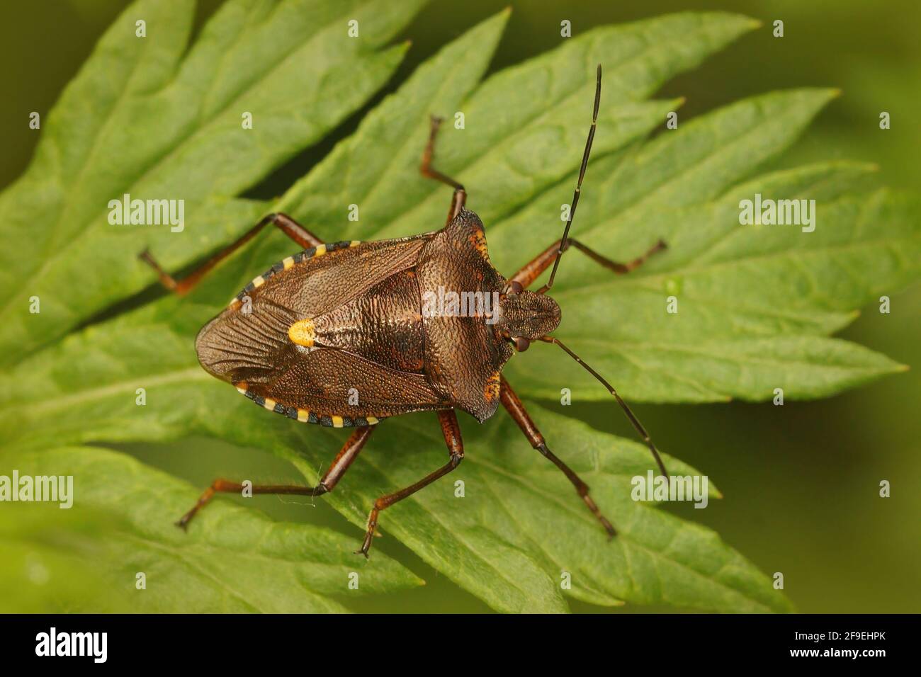 Red legged shield bug hi-res stock photography and images - Alamy