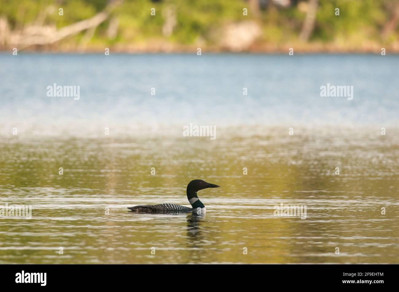 Common Loon swimming along at a small lake in the Adirondack mountains ...