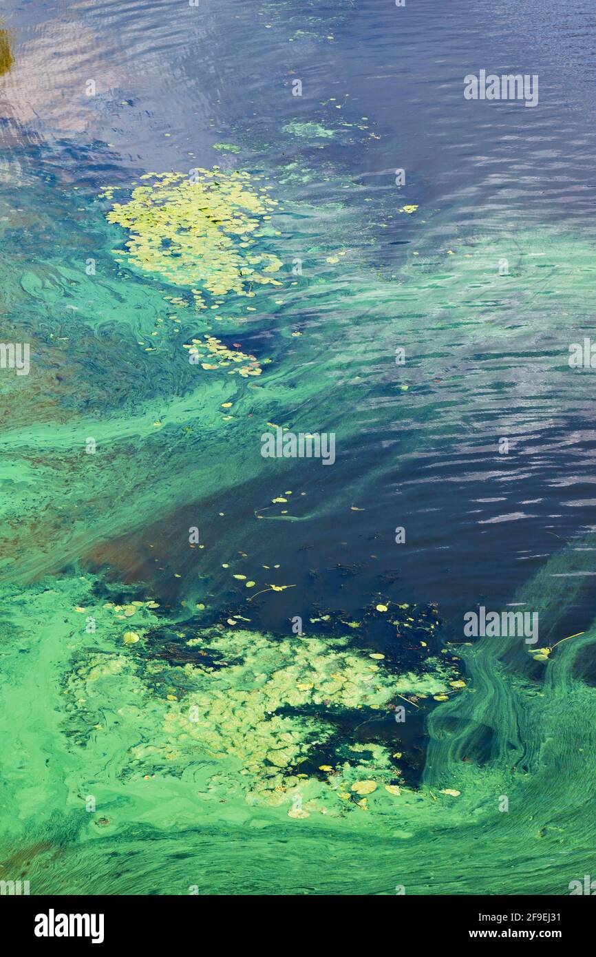 Blue-green algae cover the surface of the flowering water river in a ...