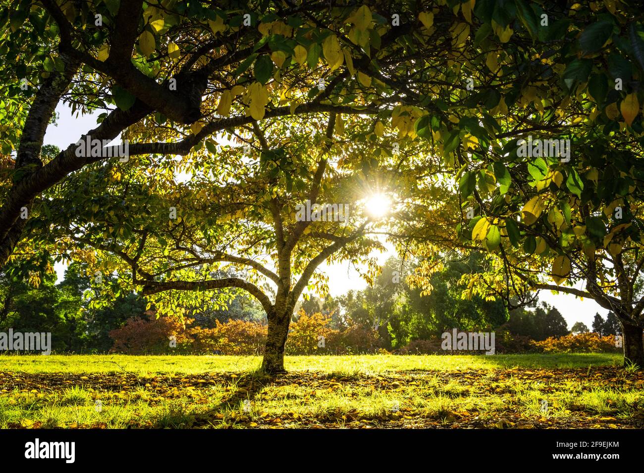 Flare through leaves hi-res stock photography and images - Alamy