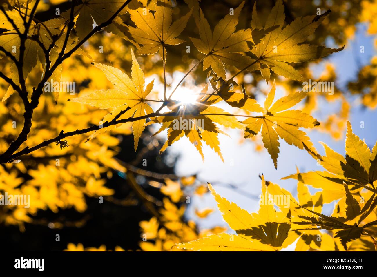 Looking up at sun shining through tree canopy with shallow focus ...