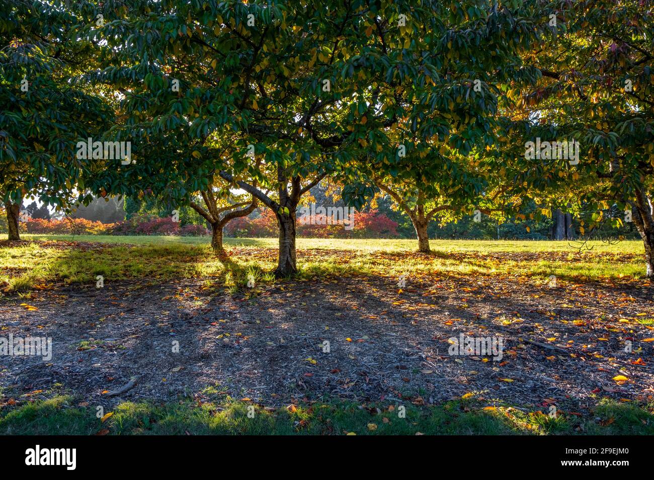 Long shadows sunshine through the trees hi-res stock photography and ...