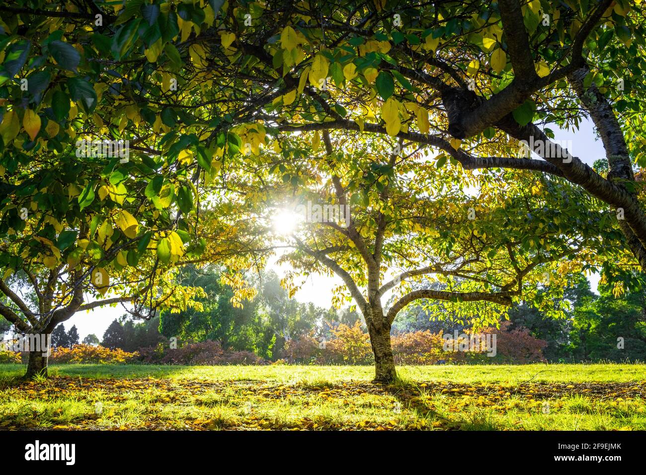 Cherry trees in Autumn at sunset. Dandenong Ranges, Victoria, Australia ...