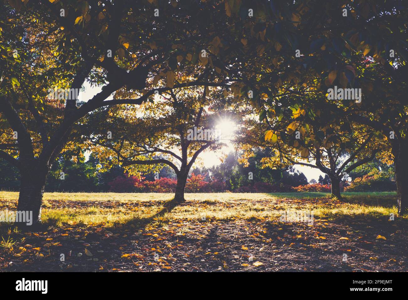 Flare through leaves hi-res stock photography and images - Alamy